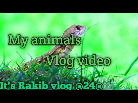 My animals vlog video.vlog - YouTube