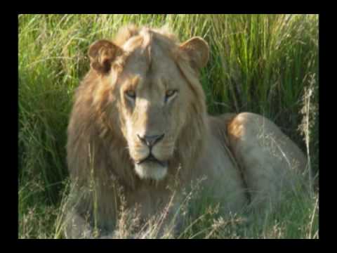 African Animals .wmv - YouTube