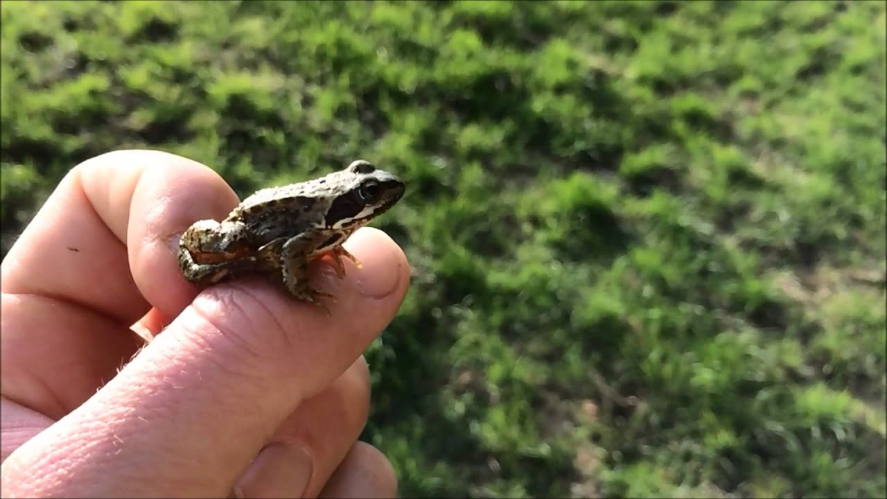 Frog leap in slow motion - YouTube