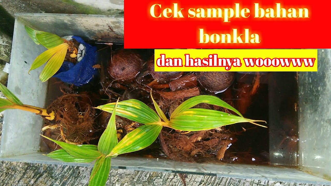 Cek sampel akar bonkla gading orange/media air.. - YouTube