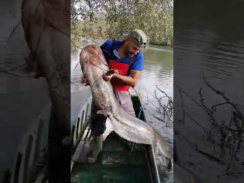 Dev Yayın Balığı ile Dans 1- BÜYÜK BALIK AVI-Охота на сома-1