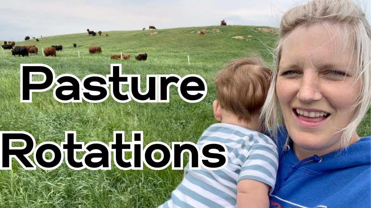 Is It Time To Move The Cattle & Coming Home to Cows Out | Rotating ...