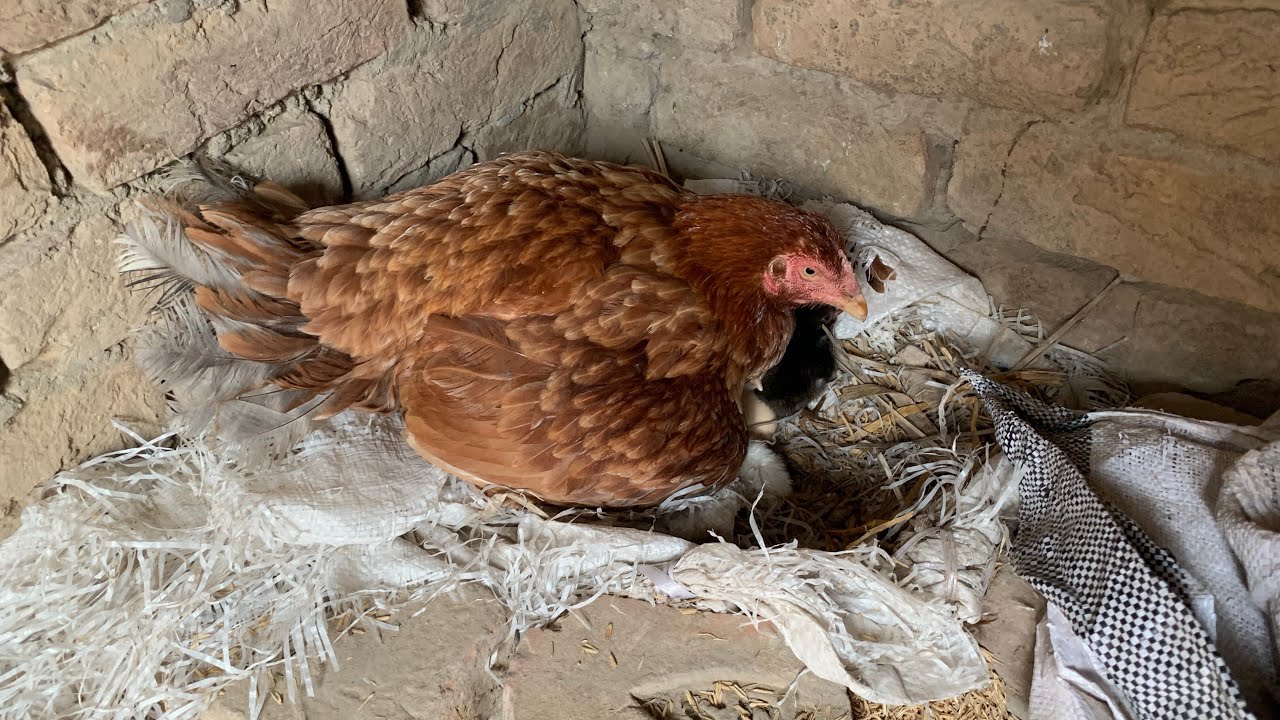 Desi Hen hatched multiple chicks [ aseel Murghi] aseel choose - YouTube