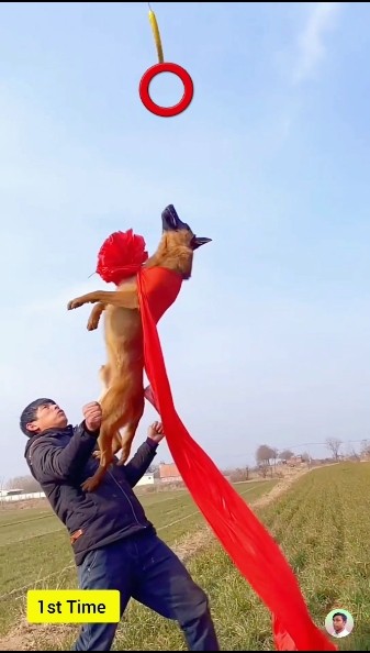 Dog jumping -1st Time Failed 2nd Time Successful.. - YouTube