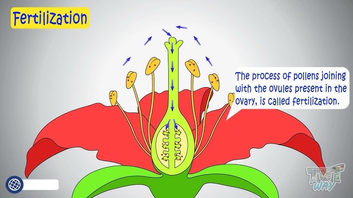 Fertilization in Plants – Definition, Process, Types, & Diagram Fertilization in Plants – Definition, Process, Types, & Diagram