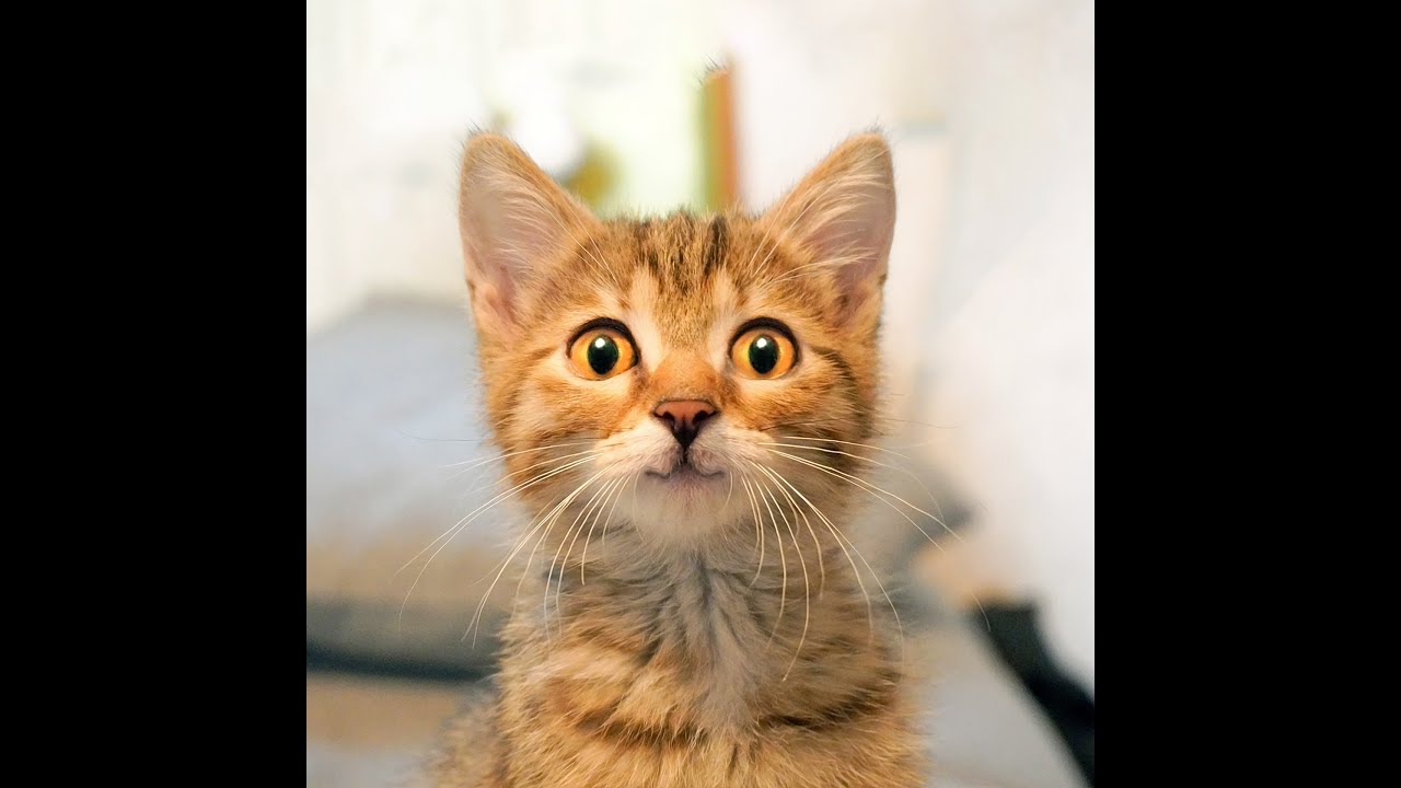 Cats Playing. SUBSCRIBE - YouTube