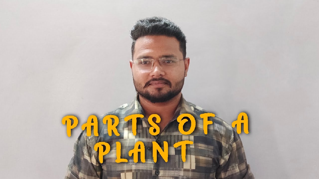 Parts Of Plant Parts Of Plant For Kids Plants Parts And Functions Parts Of Plant Parts Of Plant For Kids Plants Parts And Functions
