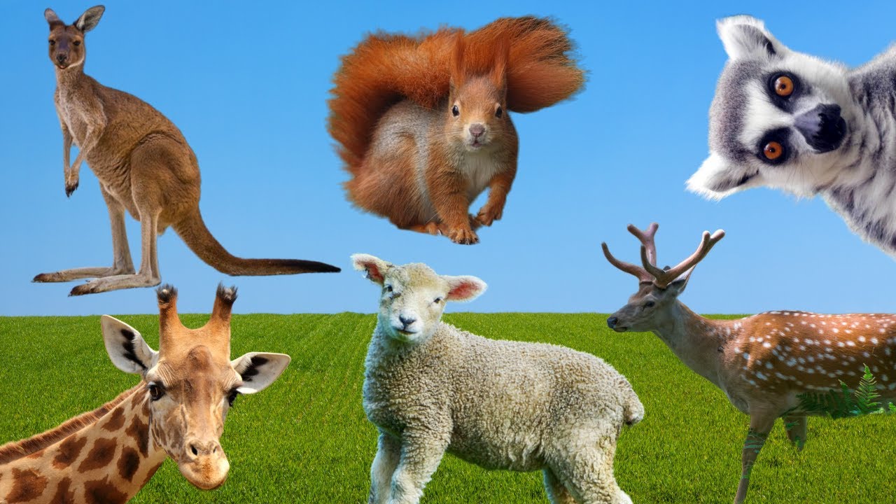 Spot the Cutest Animals on the Planet: Sheep, Deer, Kangaroo, Squirrel ...