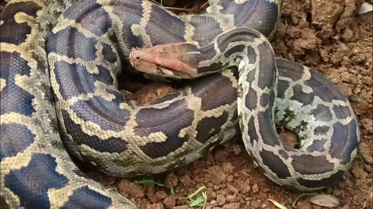 Hissing Sound of Gaint Snake,Indian Rock Python - YouTube