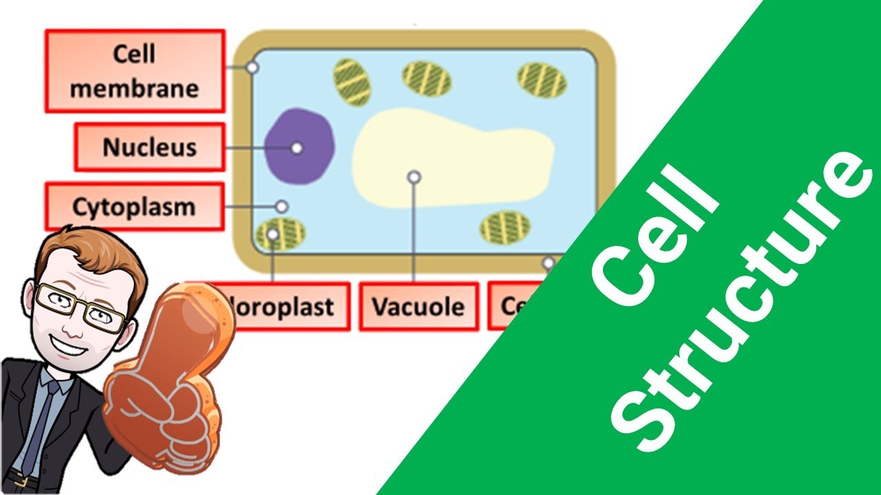 GCSE Biology: Cell Structure - YouTube