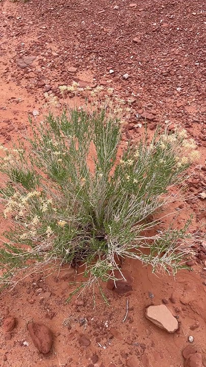 Desert Plant Adaptations - YouTube