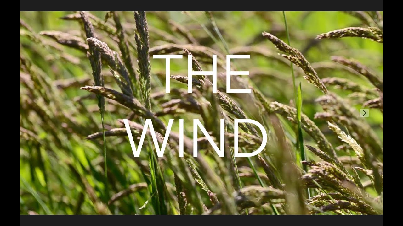 The Wind | Wanders&Wonders - YouTube