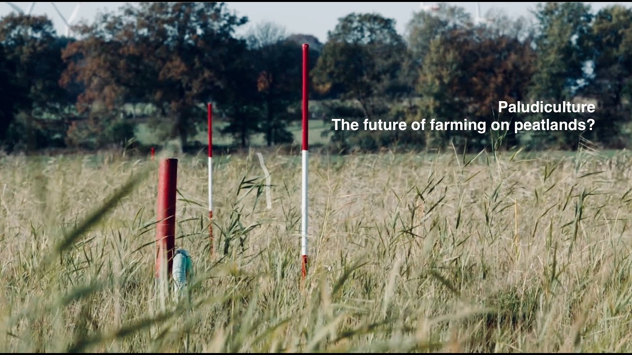 Paludiculture: the future of farming on peatlands? - YouTube