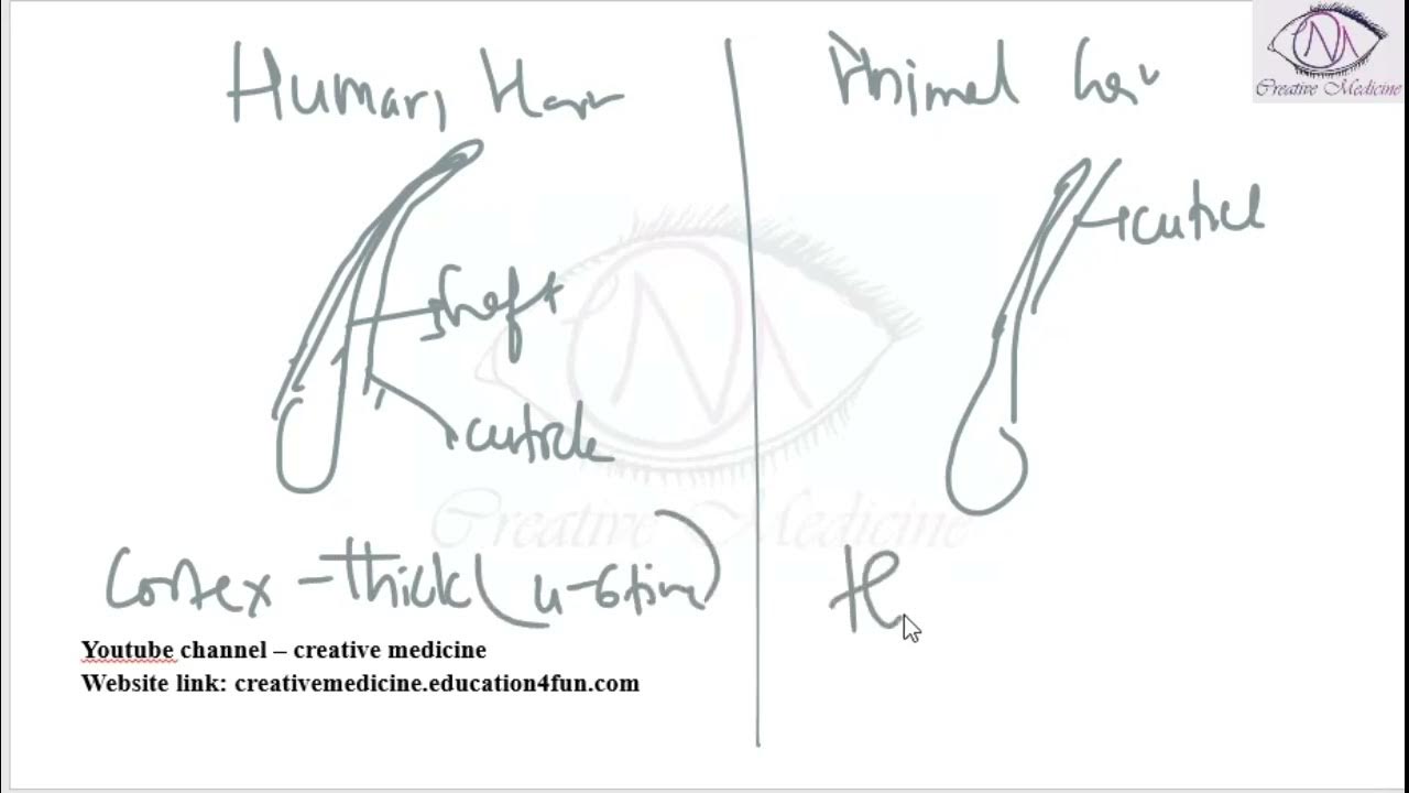 Lec 2 Differences Between Human Hair and Animal Hair mp4 || FORENSIC ...