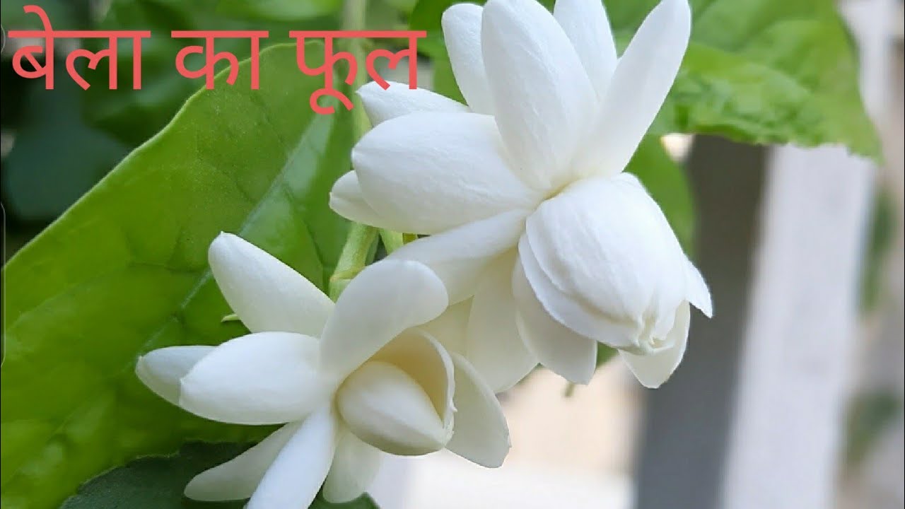 Bela Ka Flowers | Best Flower Site