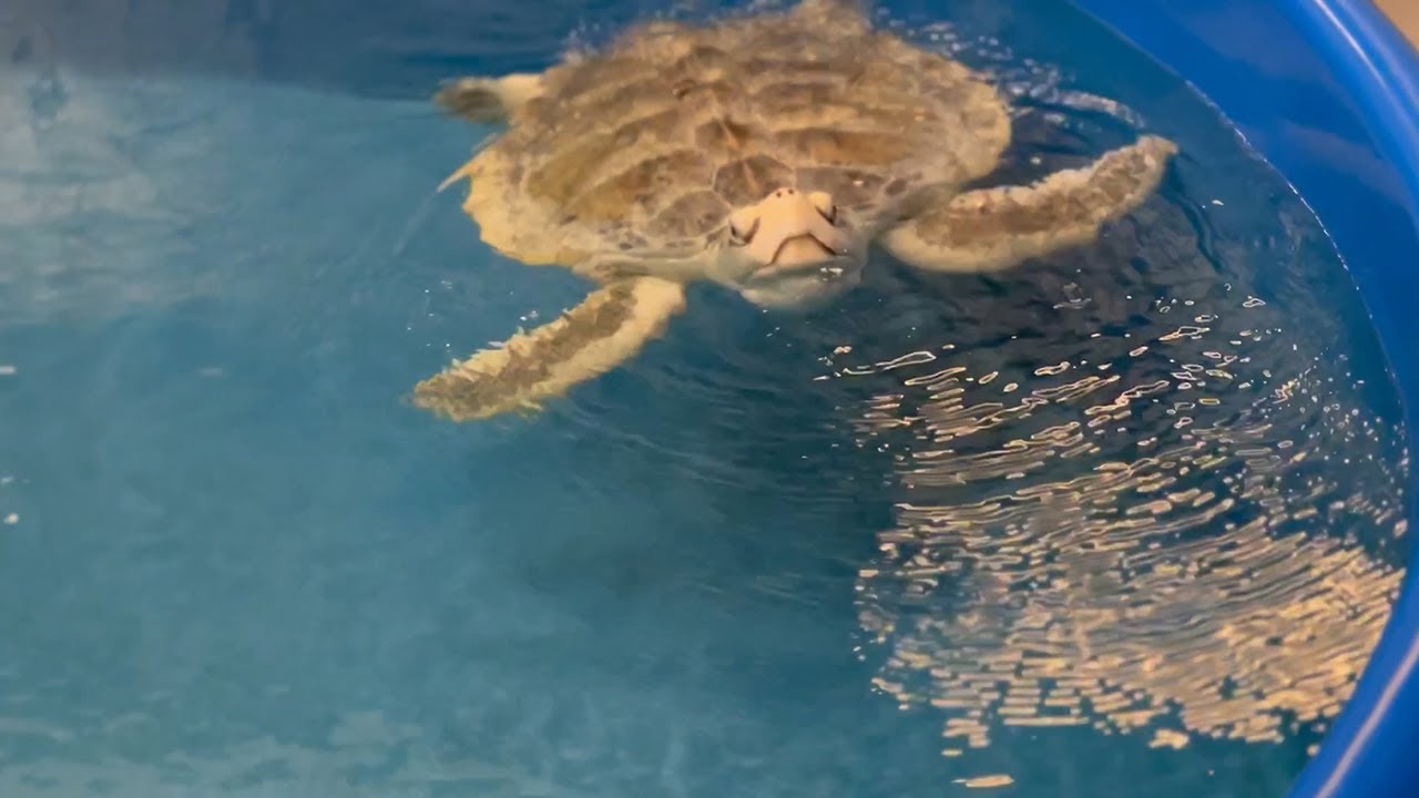 Karen Beasley Sea Turtle Rescue and Rehabilitation Center - YouTube