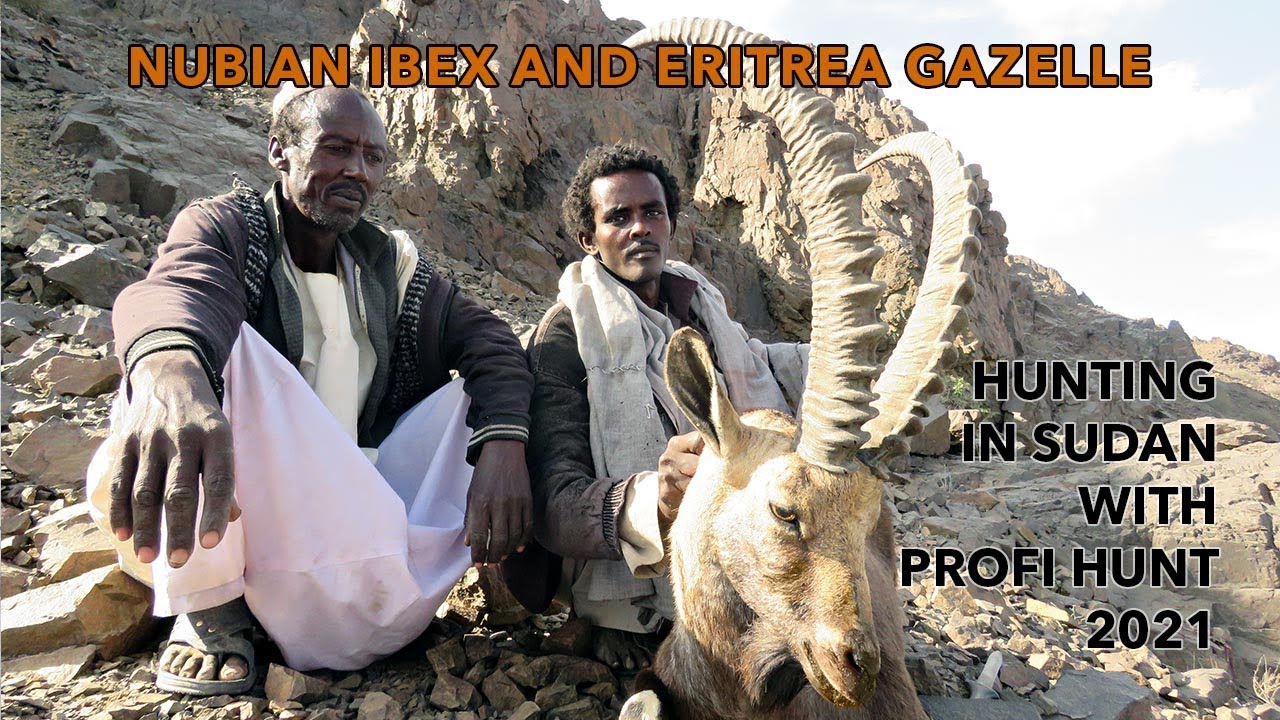 Nubian Ibex and Eritrea gazelle hunting in Sudan with Profi Hunt - YouTube