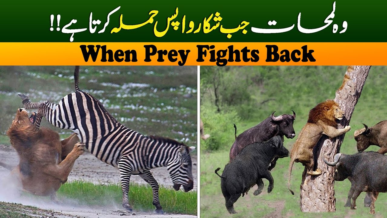 When Prey Fights Back | وہ لمحات جب شکار واپس حملہ کر تا ہے | WildMetry ...