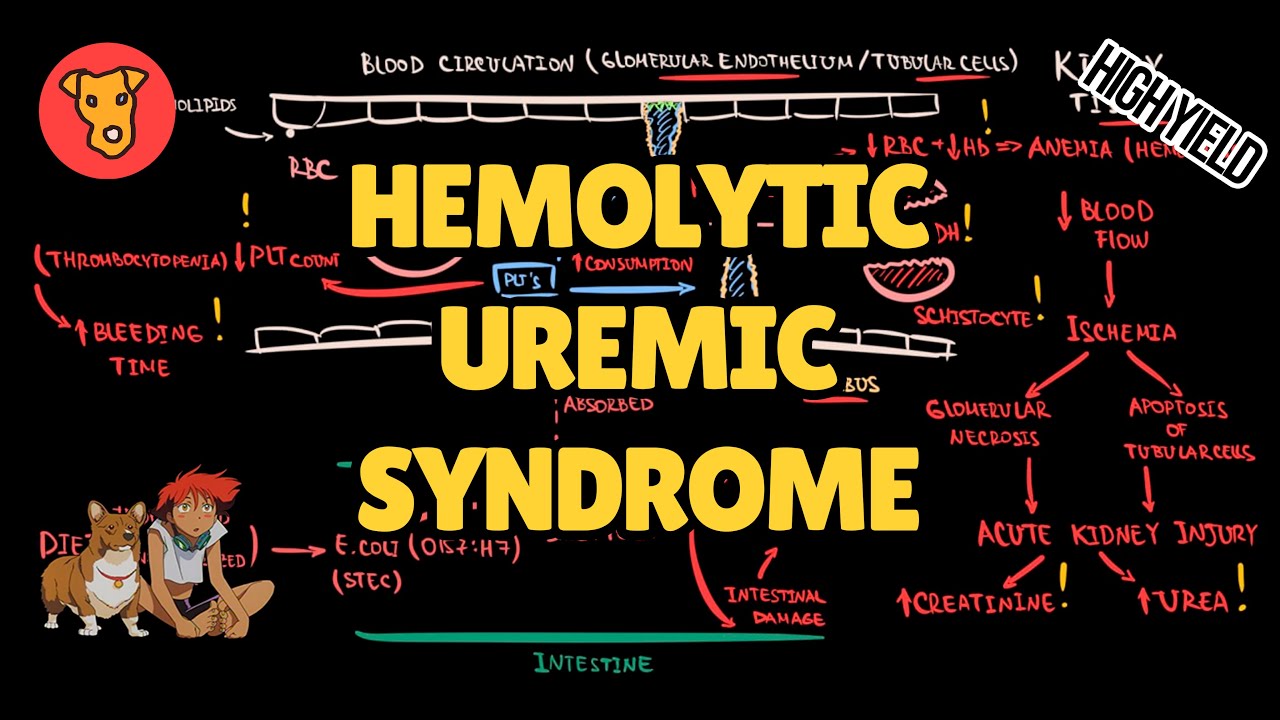 HEMOLYTIC UREMIC SYNDROME Pathogenesis HUS Mechanism of clinical ...