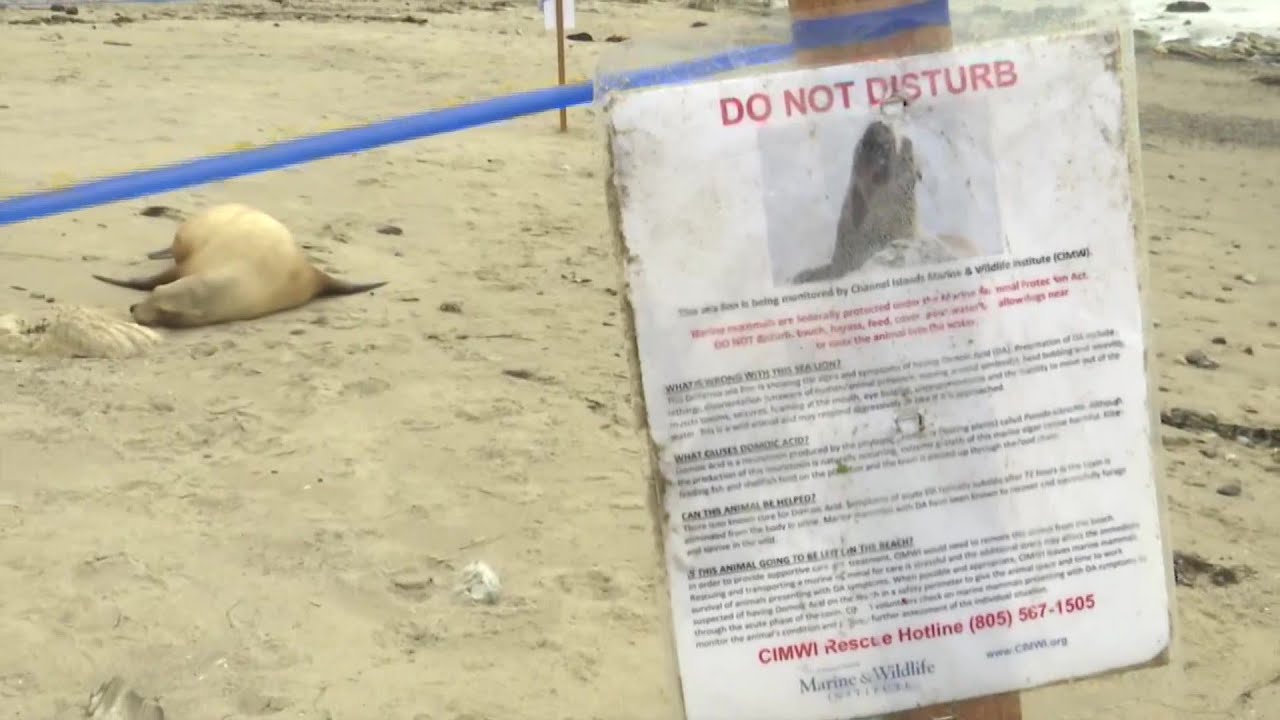 Sick marine mammals are being rescued - YouTube