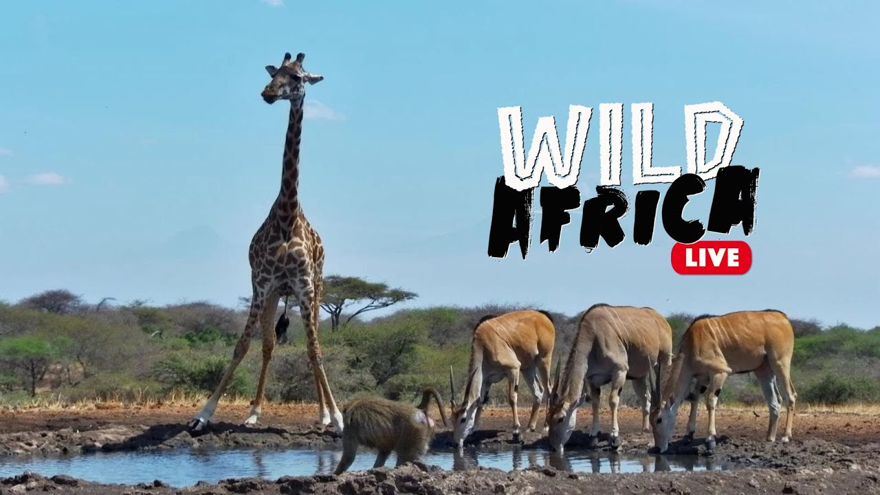 Escape Into The African Wild - Wild Africa LIVE - YouTube