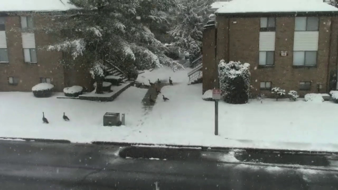 Goose dance and lunch in Snow- New Jersey - YouTube