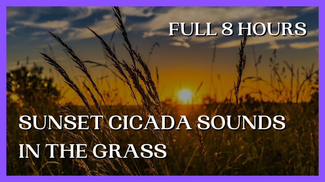 Sound Of Cicadas At Night | 8 Hour Cicada Sounds Summer | Cicada Sounds ...