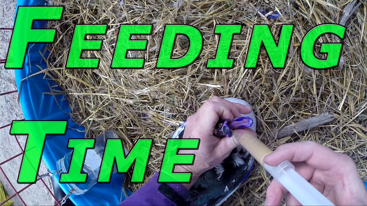 Force Feeding A Duck #87 Ducks & Winter 2016-17 - YouTube