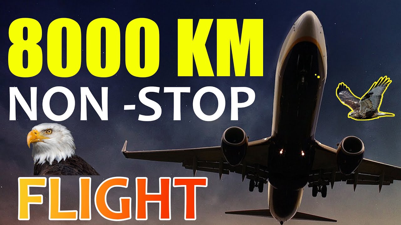 😲🛫8000 KM நிக்காம போற ஃப்ளைட் ️|Swift #birds #education #tamil - YouTube