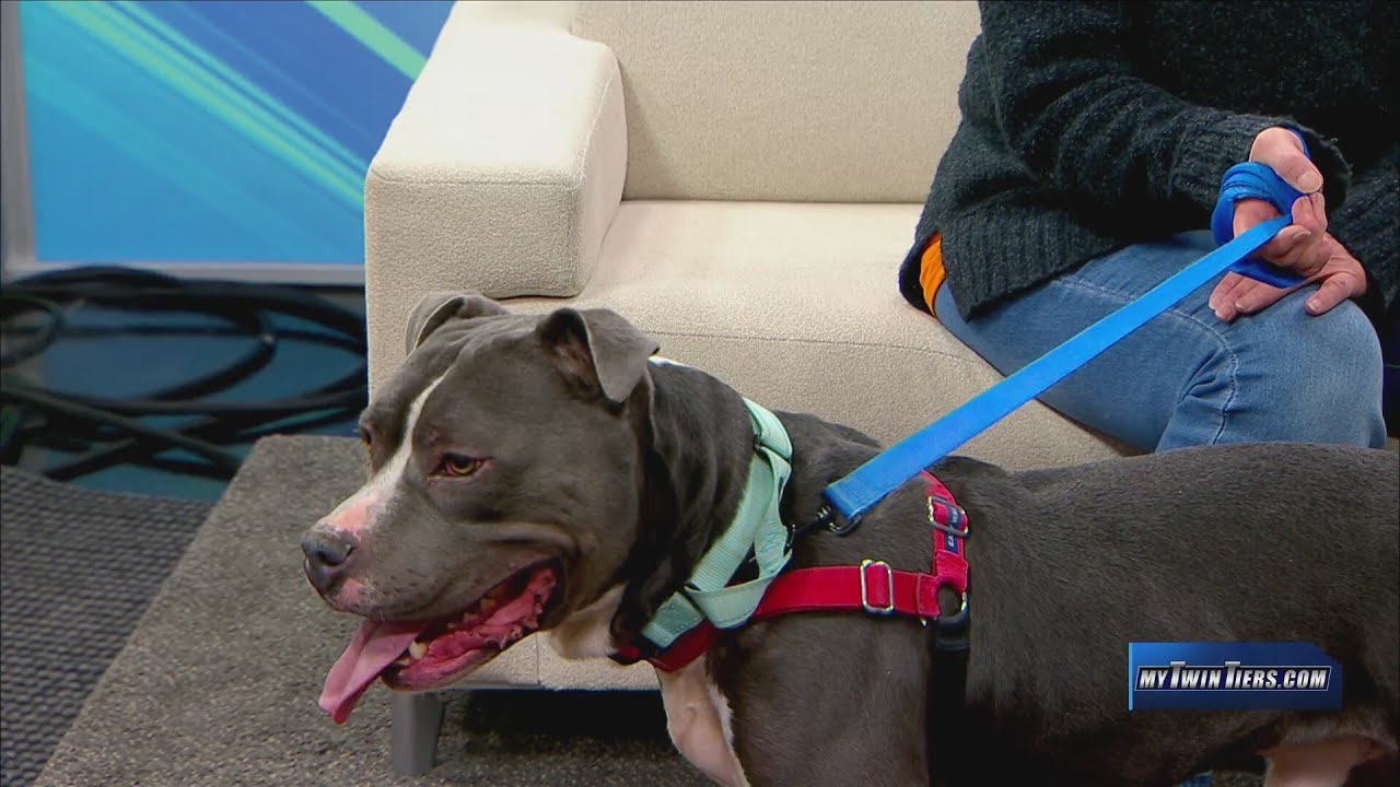 Pet of the Week: Beemer, Humane Society of Schuyler County - YouTube