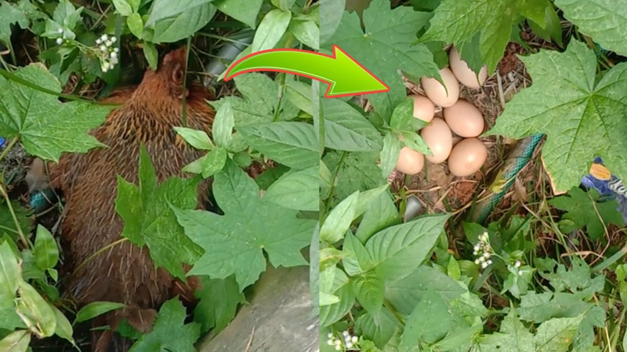 Wild Chicken nest with eggs in a natural environment - YouTube