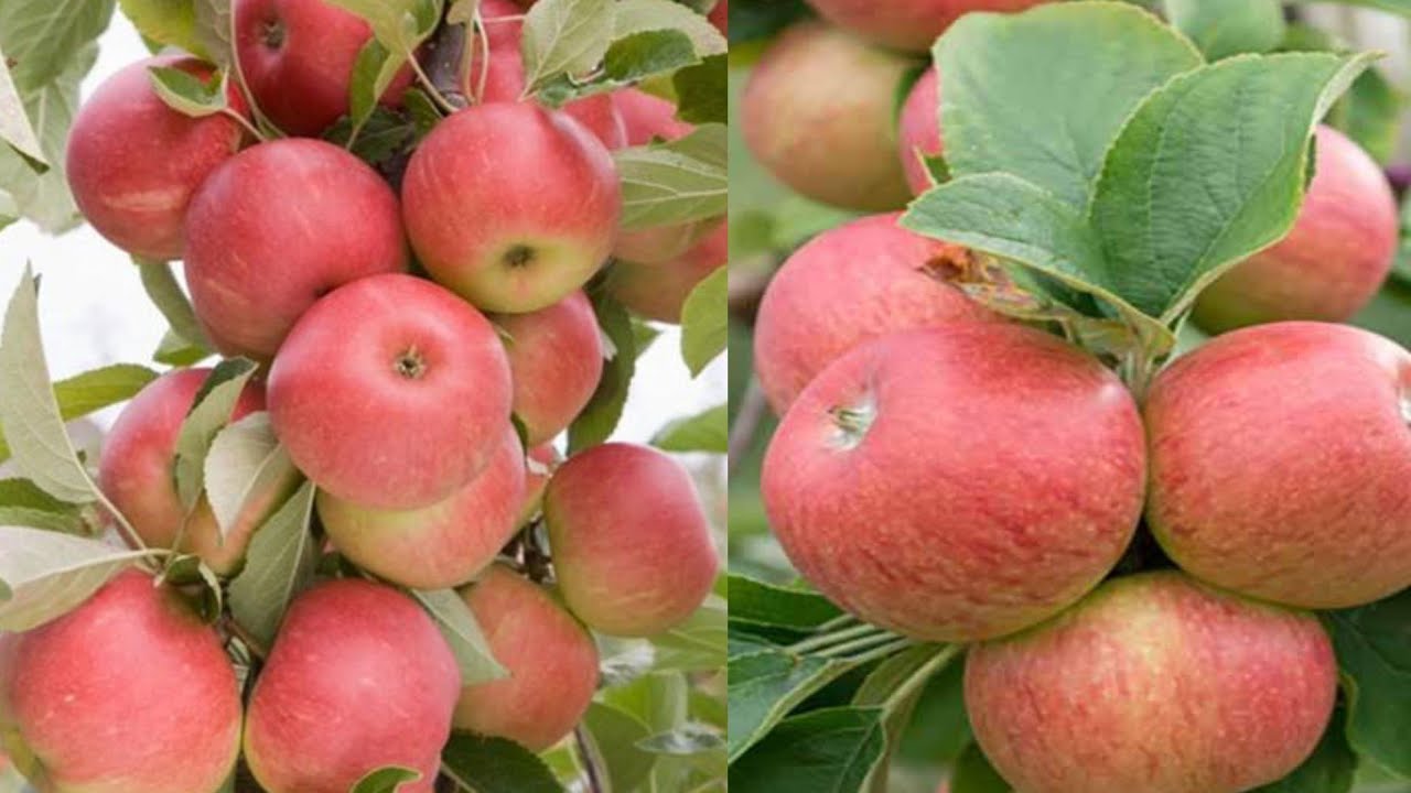 how to grow apple tree at home !! grow apple plant !! how to apple seed ...