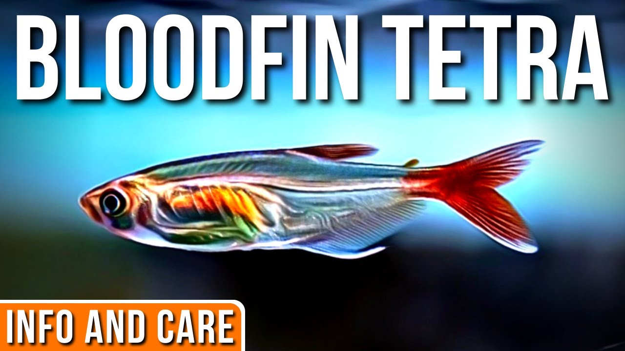 Bloodfin Tetra Info And Care | Glass Bloodfin Tetra Care Tips - YouTube
