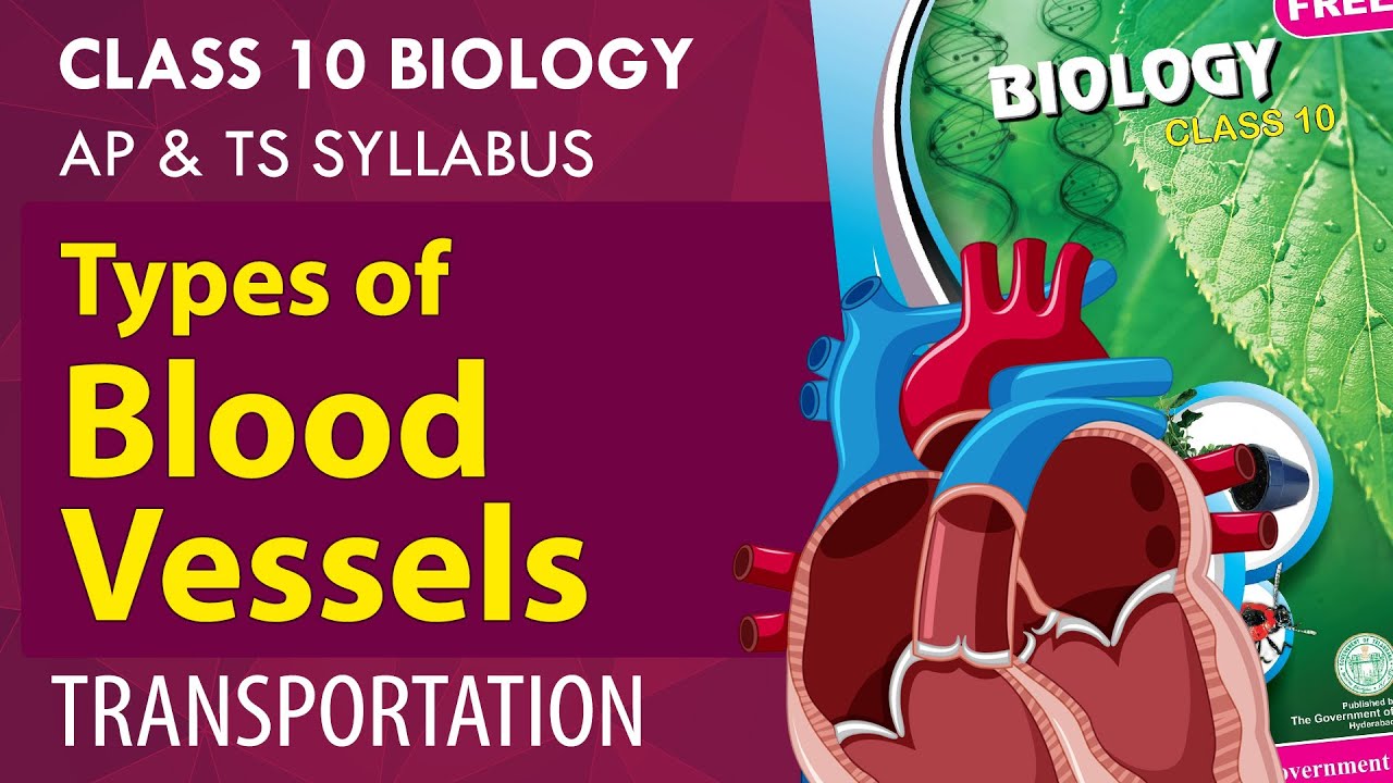 #Transportation | Types of Blood vessels |10th class biology | CH 3| AP ...