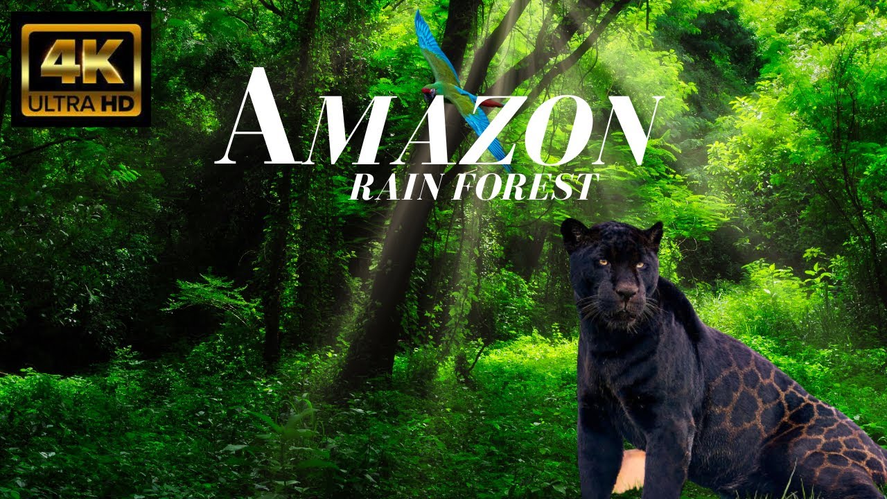 Amazon Rainforest 4K - Tropical Rainforest | Scenic Relaxation Film ...