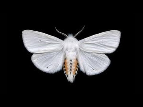 Stellaris ep I Space Moths! - YouTube