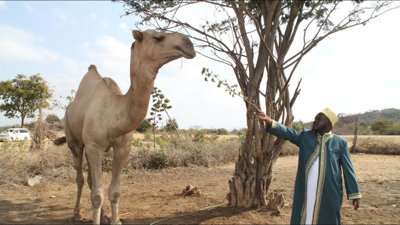 HAYA NDIO MAAJABU YA MNYAMA NGAMIA - YouTube