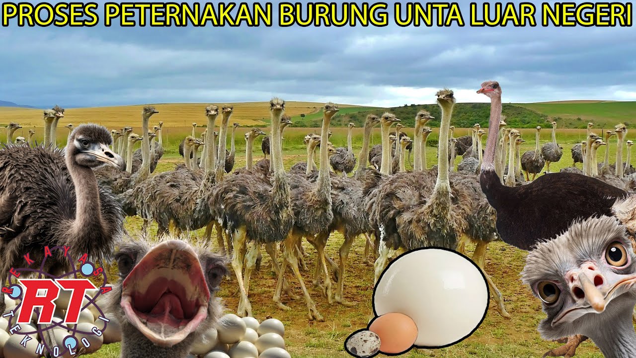 BEGINI PROSES PETERNAKAN BURUNG UNTA | BUDIDAYA BURUNG TERBESAR DI ...