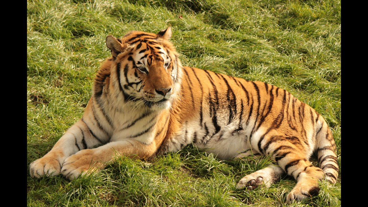 Siberische tijger / Siberian tiger : Olmense ZOO - YouTube