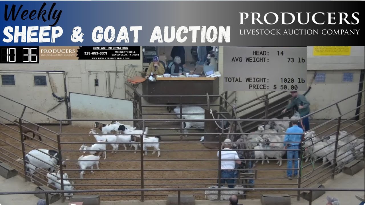 10/24/2023 - Producers Livestock Auction Company Sheep & Goat Auction ...