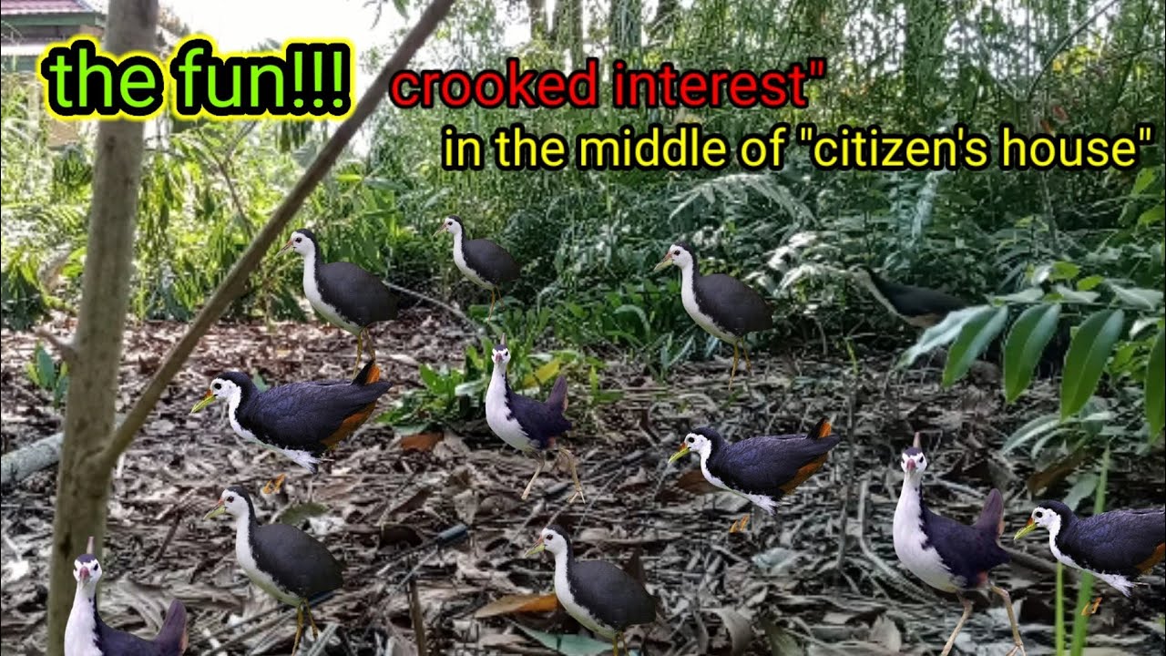 the fun is!!! attracting croaking birds" in the afternoon near people's ...