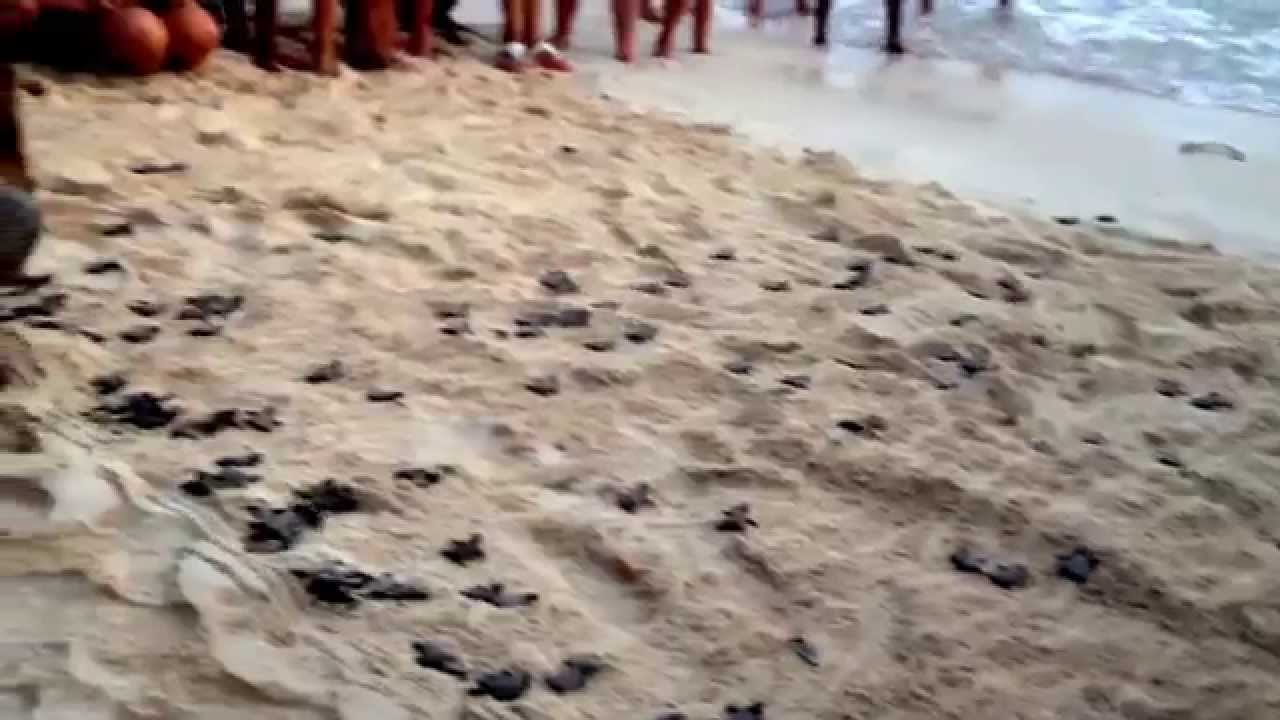 Barbados Sea Turtle Project - Hatchling Release, Drill Hall Beach Sep ...