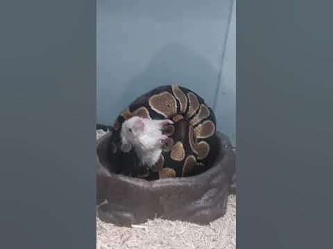 Ball Python Snake squeezing mouse - YouTube