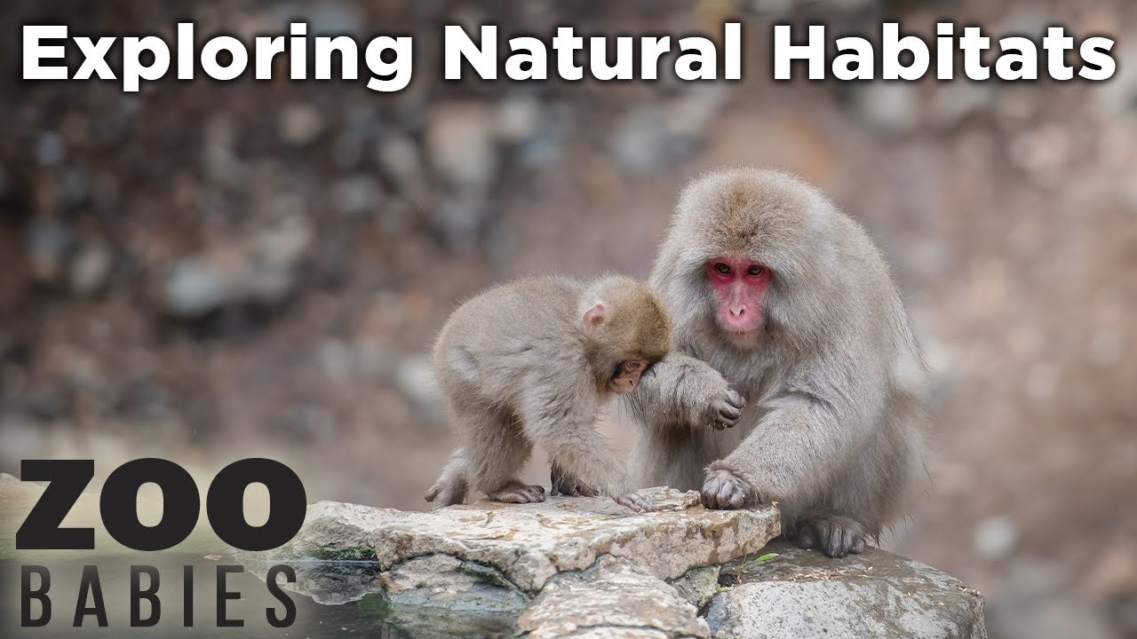 Exploring Natural Habitats - Animal Videos for Kids! - YouTube