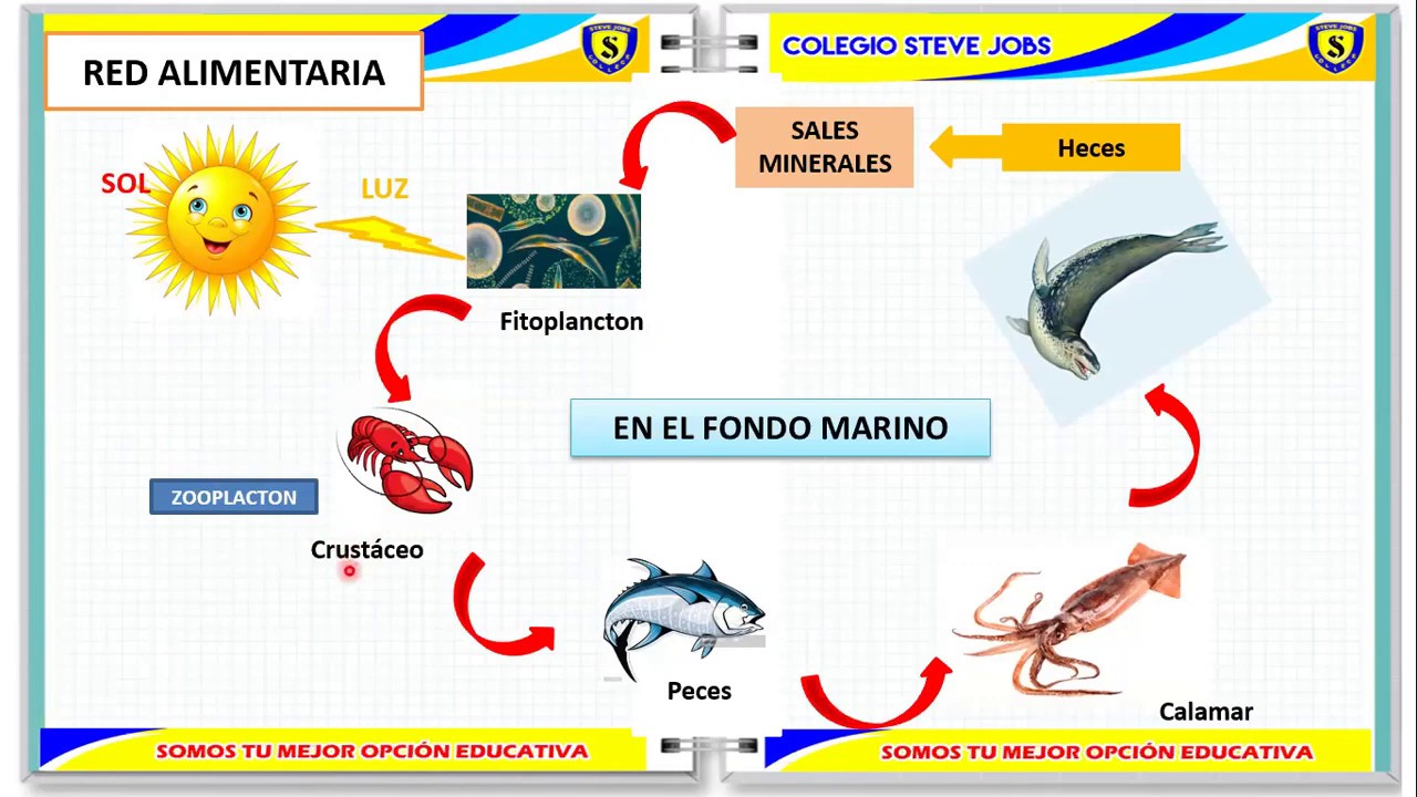 New Cadena Alimentario Mapa Conceptual De La Cadena Alimenticia Simple ... New Cadena Alimentario Mapa Conceptual De La Cadena Alimenticia Simple ...