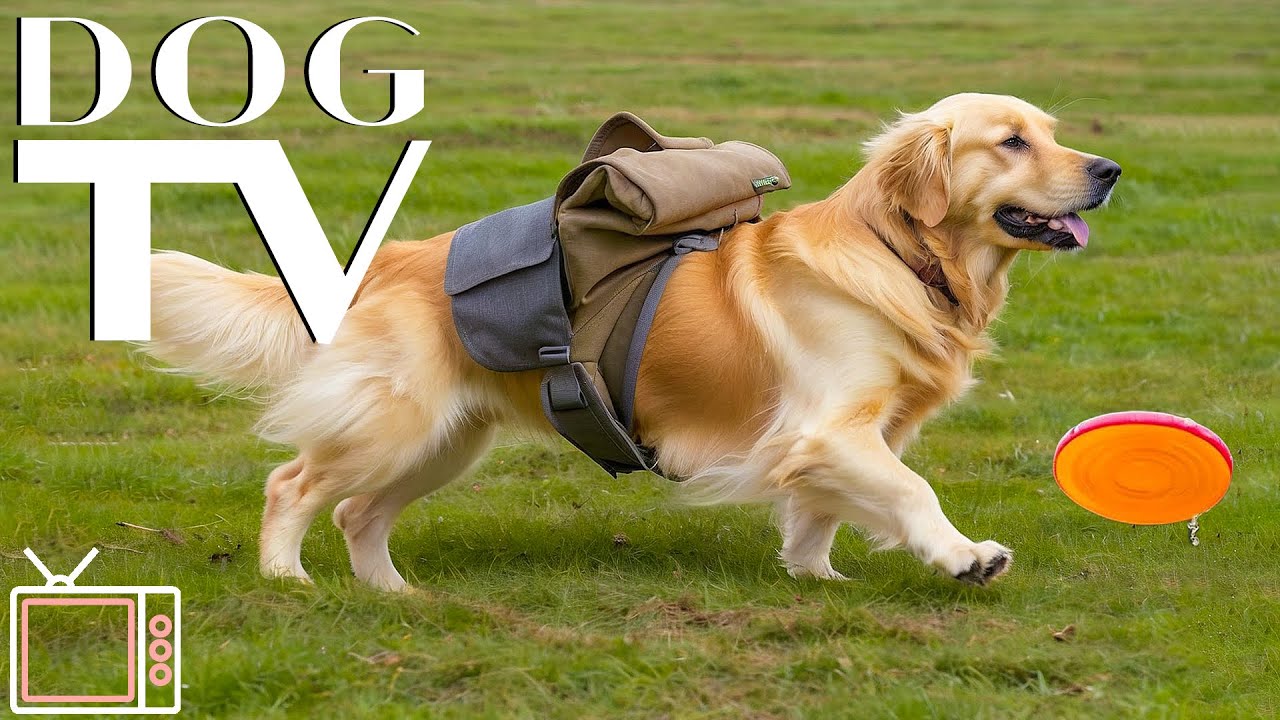 Dog TV Videos: Entertaining Video for Dogs & Virtual Dog Walk in The ...