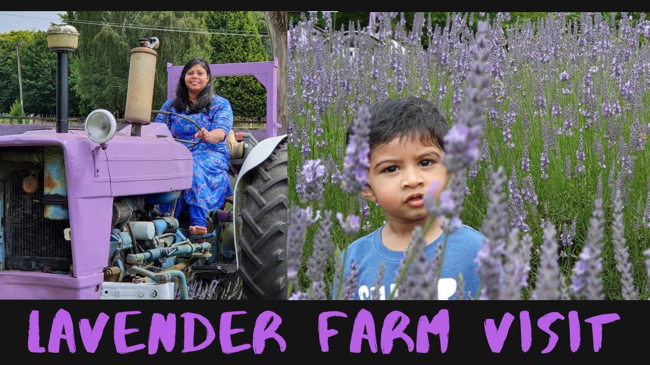 Lavender farm in Hamilton - YouTube