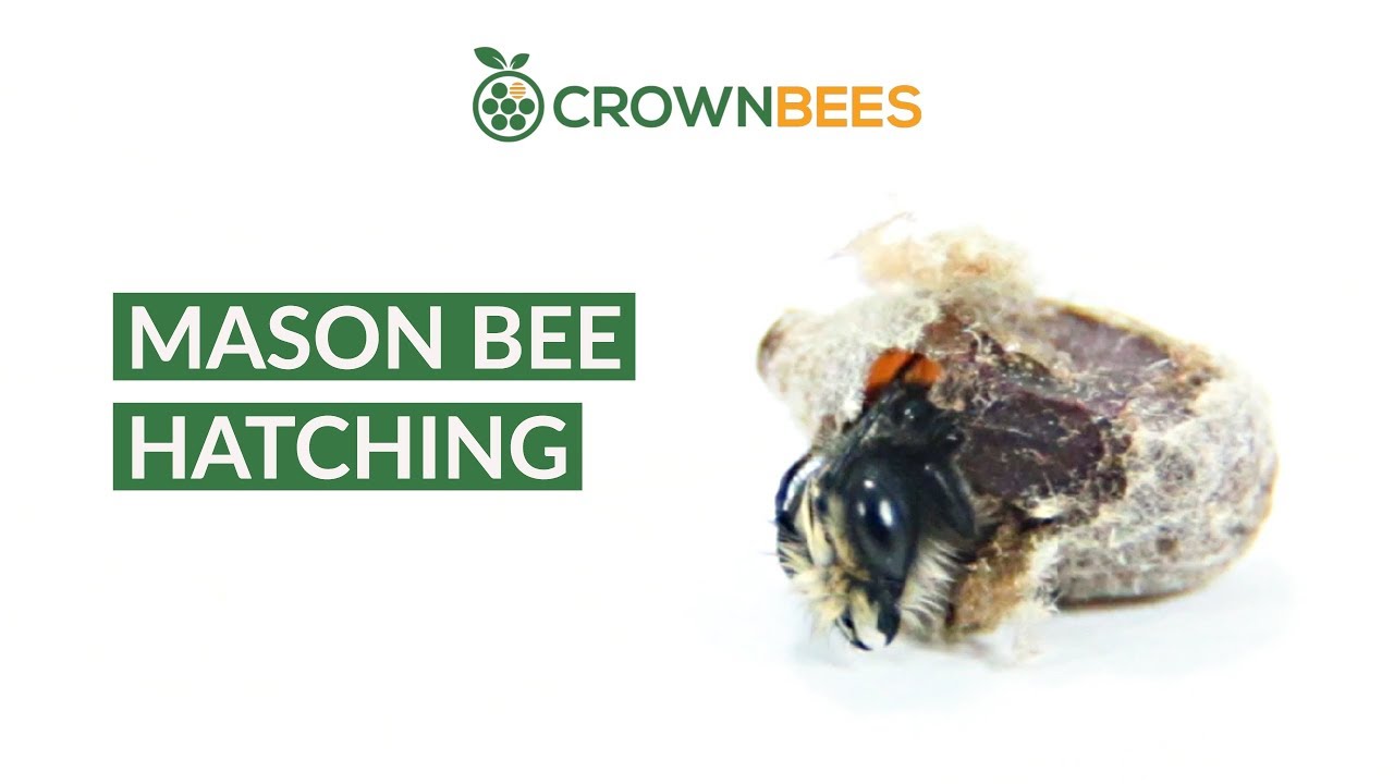 Mason Bee Hatching from Cocoon - YouTube