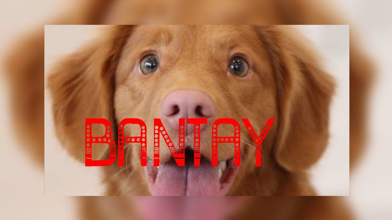 Ganito mag paligo nang alagang aso - YouTube