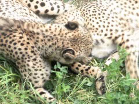 Cheetahs chirp! - YouTube